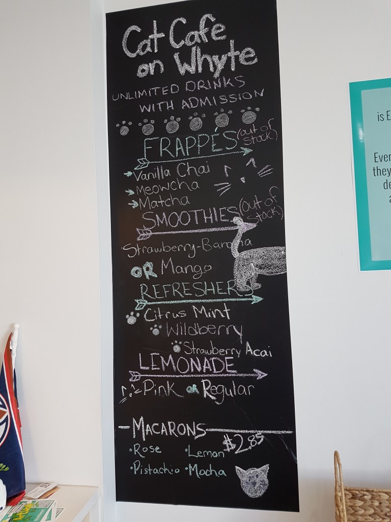A Visit To The ‘Cat Cafe On Whyte’ | Crazy Cat Lady Corner